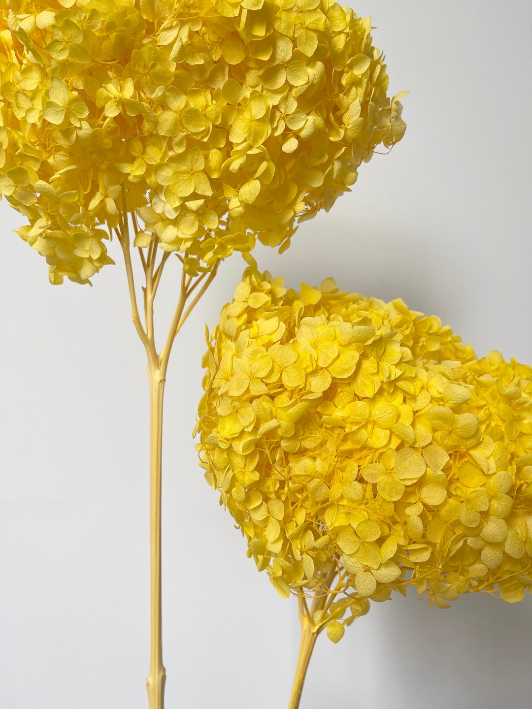 LARGE Head - Preserved Hydrangeas | Lemon Sunshine | Dried Flowers ...
