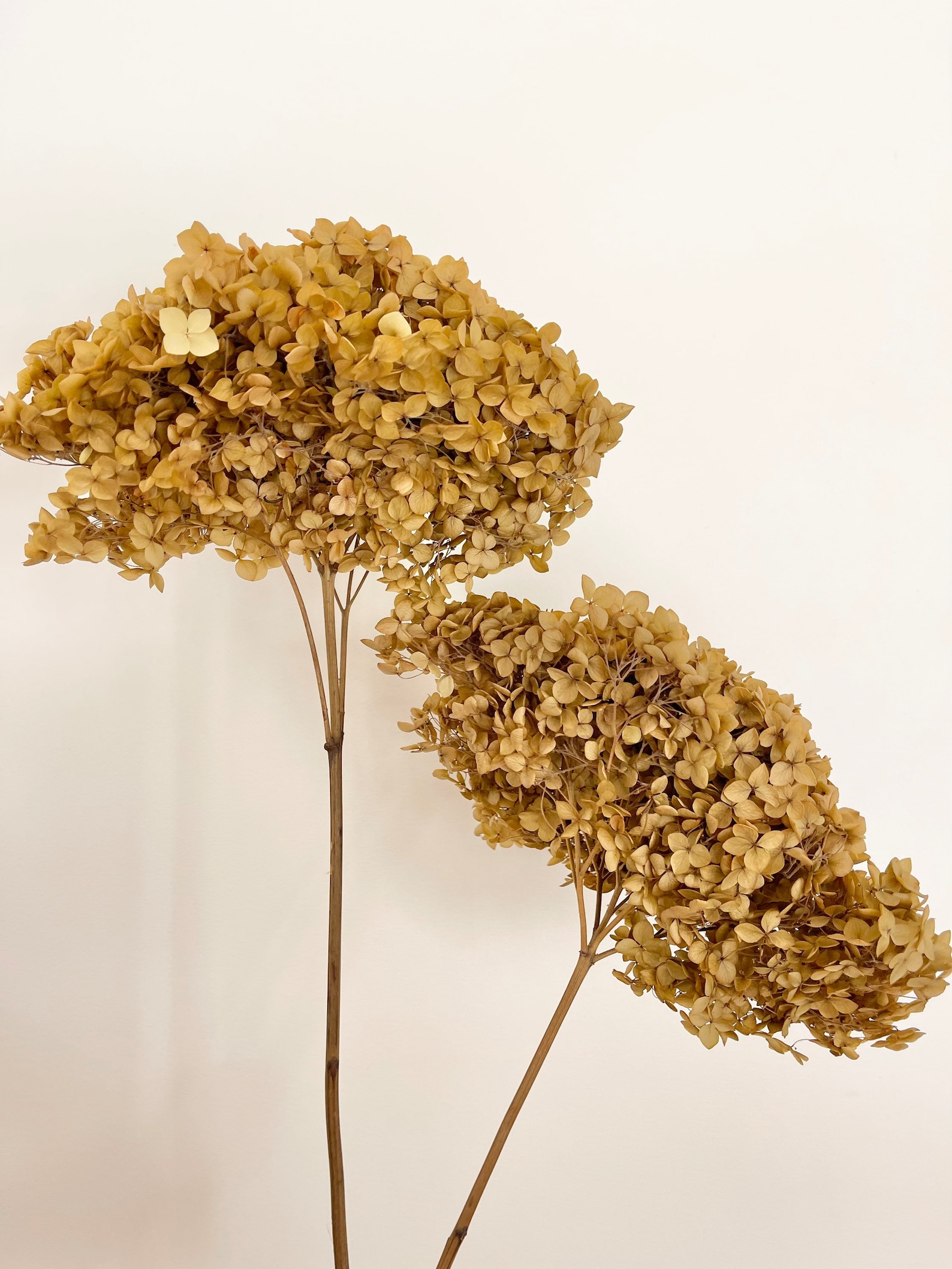 LARGE Head - Preserved Hydrangeas | CARAMEL Khaki | Dried Flowers ...