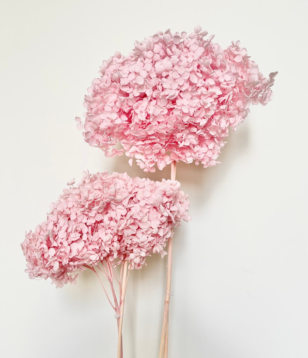 LARGE Head - Preserved Hydrangeas | Cotton Candy | Dried Flowers Floral ...