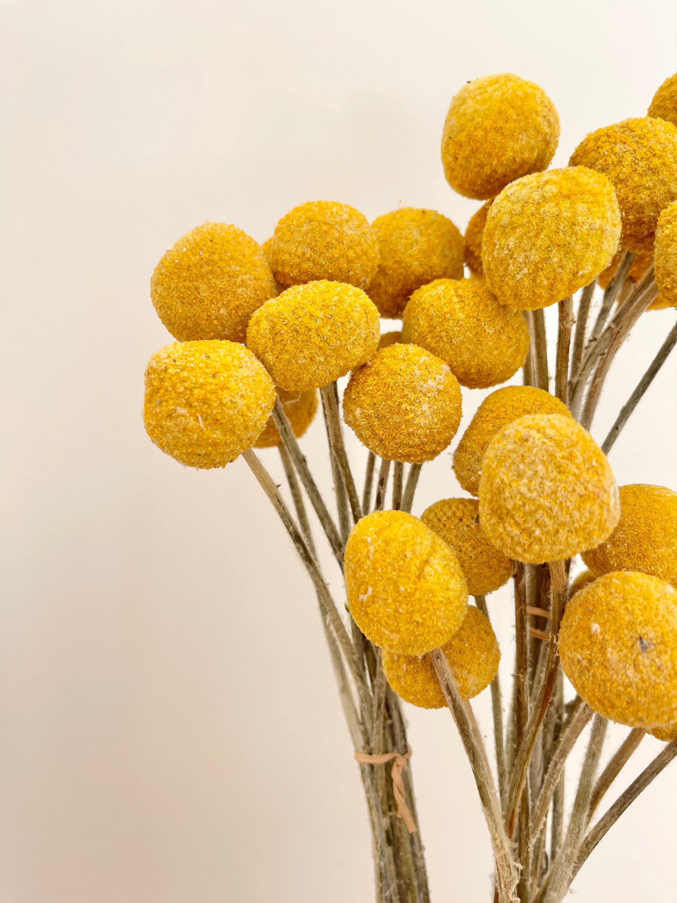 Preserved Cute Native Buttercup Yellow Billy Buttons Bunch - Etsy Australia