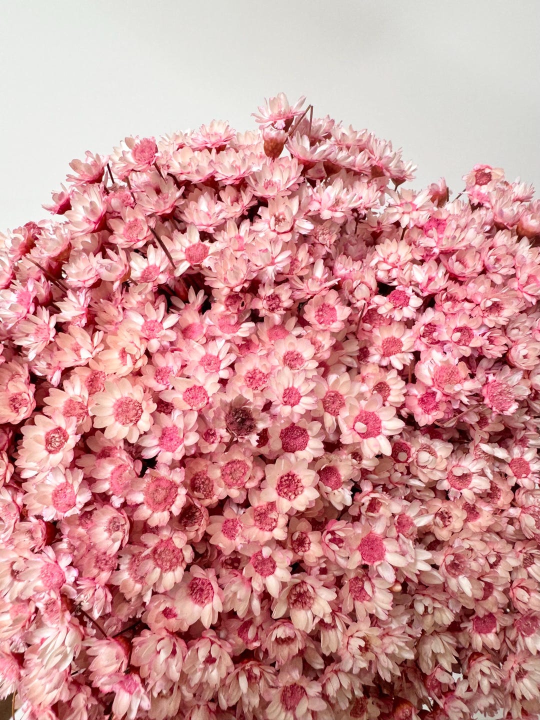 Preserved Dried Bunch of Stardust Baby Daisy Grass | Cherry Blossom ...