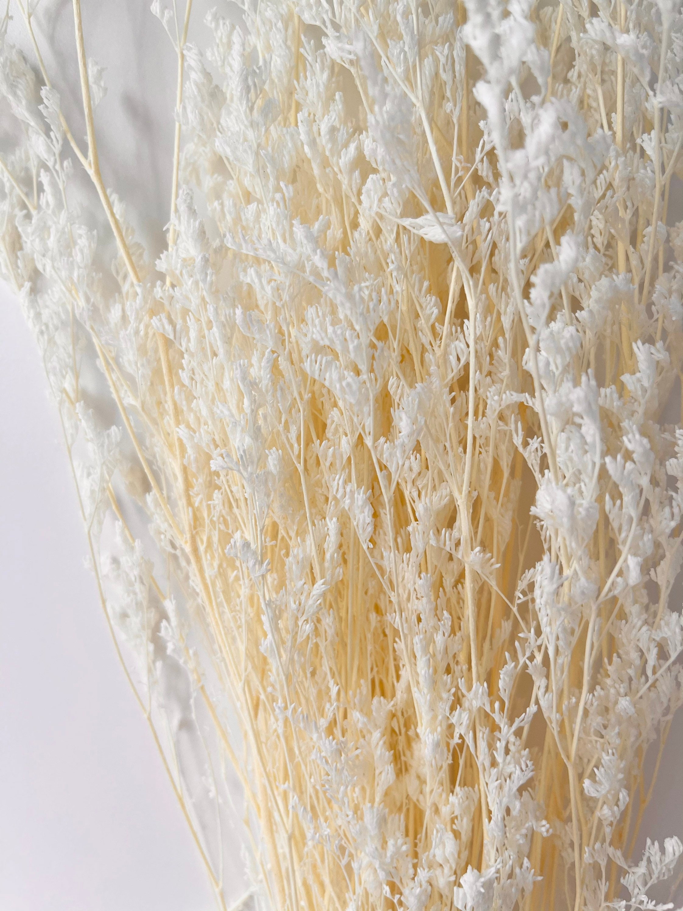 Preserved Dried MISTY LIMONIUM Caspia Plant White Cream / | Etsy