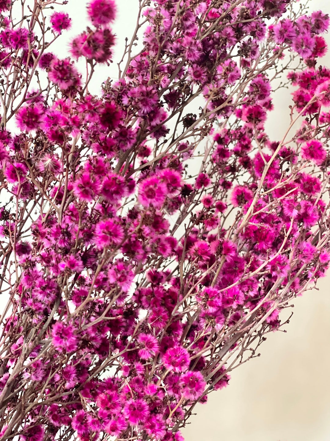 Bunch of Preserved Dried Native Stringlia |australian Floral Design ...