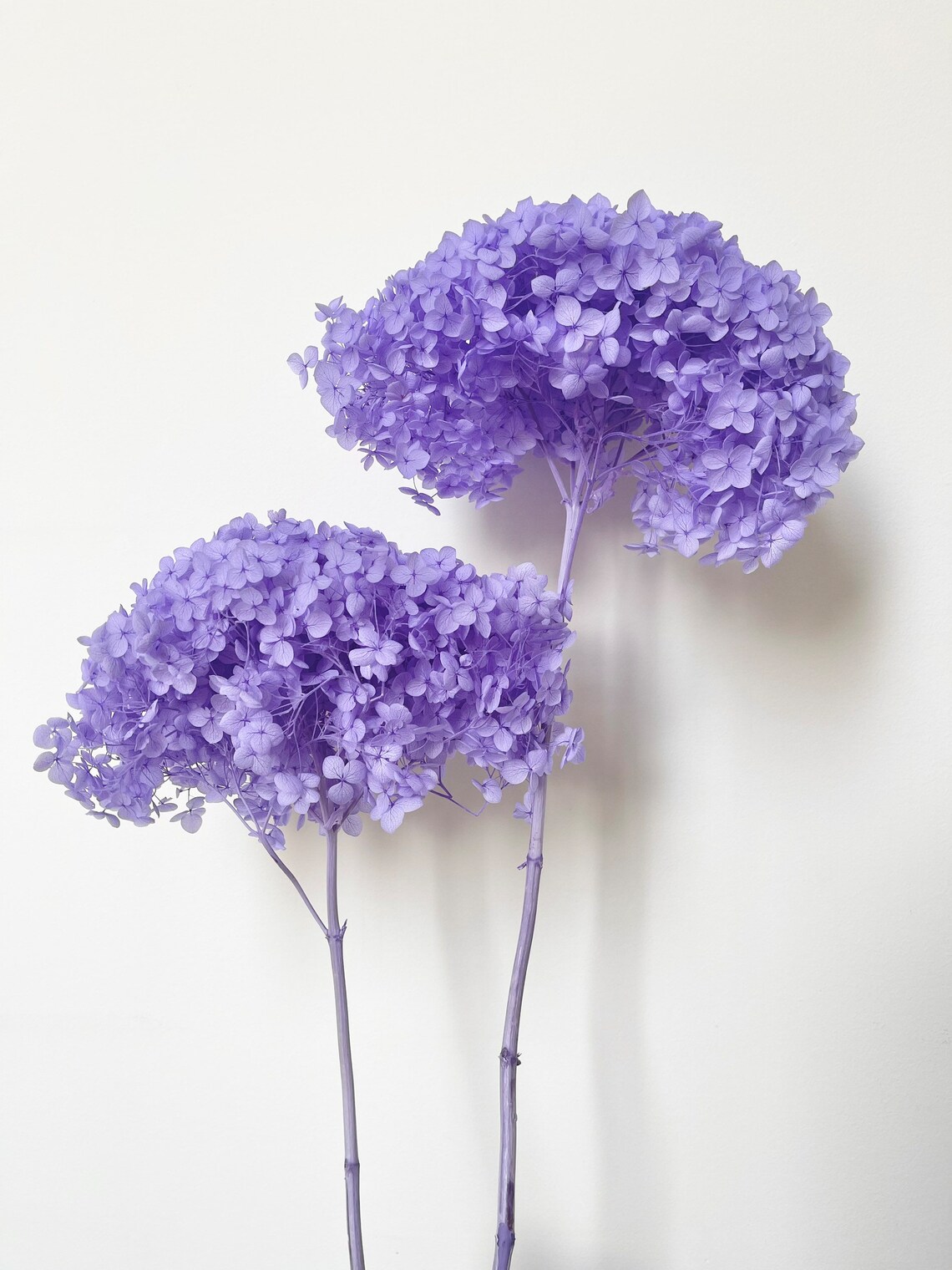 LARGE Head - Preserved Hydrangeas | Purple Indigo | Dried Flowers ...