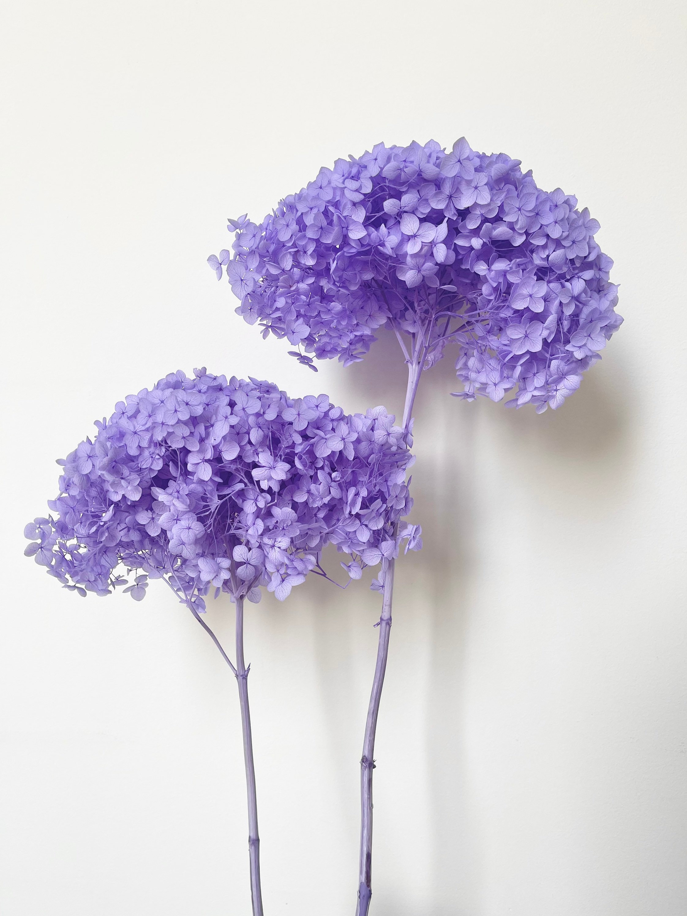 LARGE Head - Preserved Hydrangeas | Purple Indigo | Dried Flowers ...