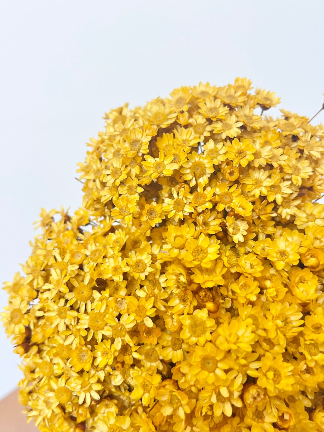Preserved Dried Bunch of Stardust Baby Daisy Grass Buttercup Yellow ...