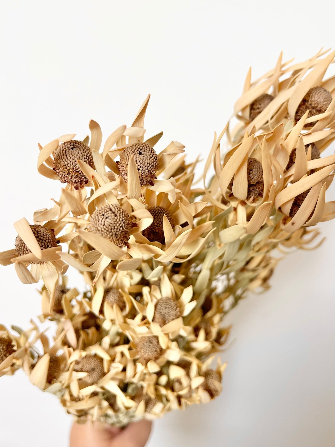 Dried Preserved - Native Australian Bush BABY Leucadendron BUTTONS ...
