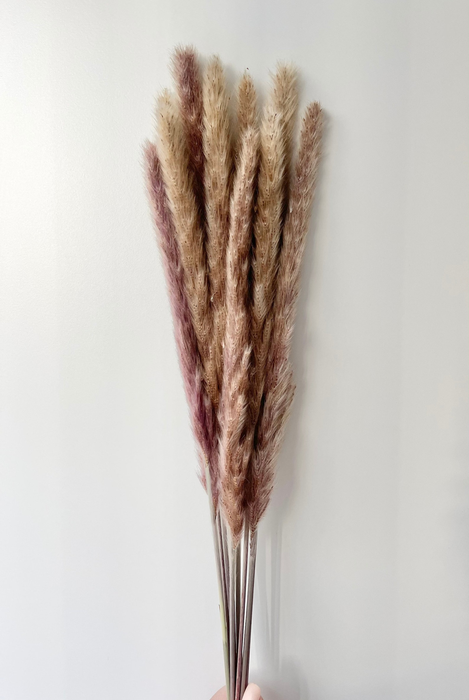 Preserved Brown Natural Small Pampas Grass Stems Dried | Etsy