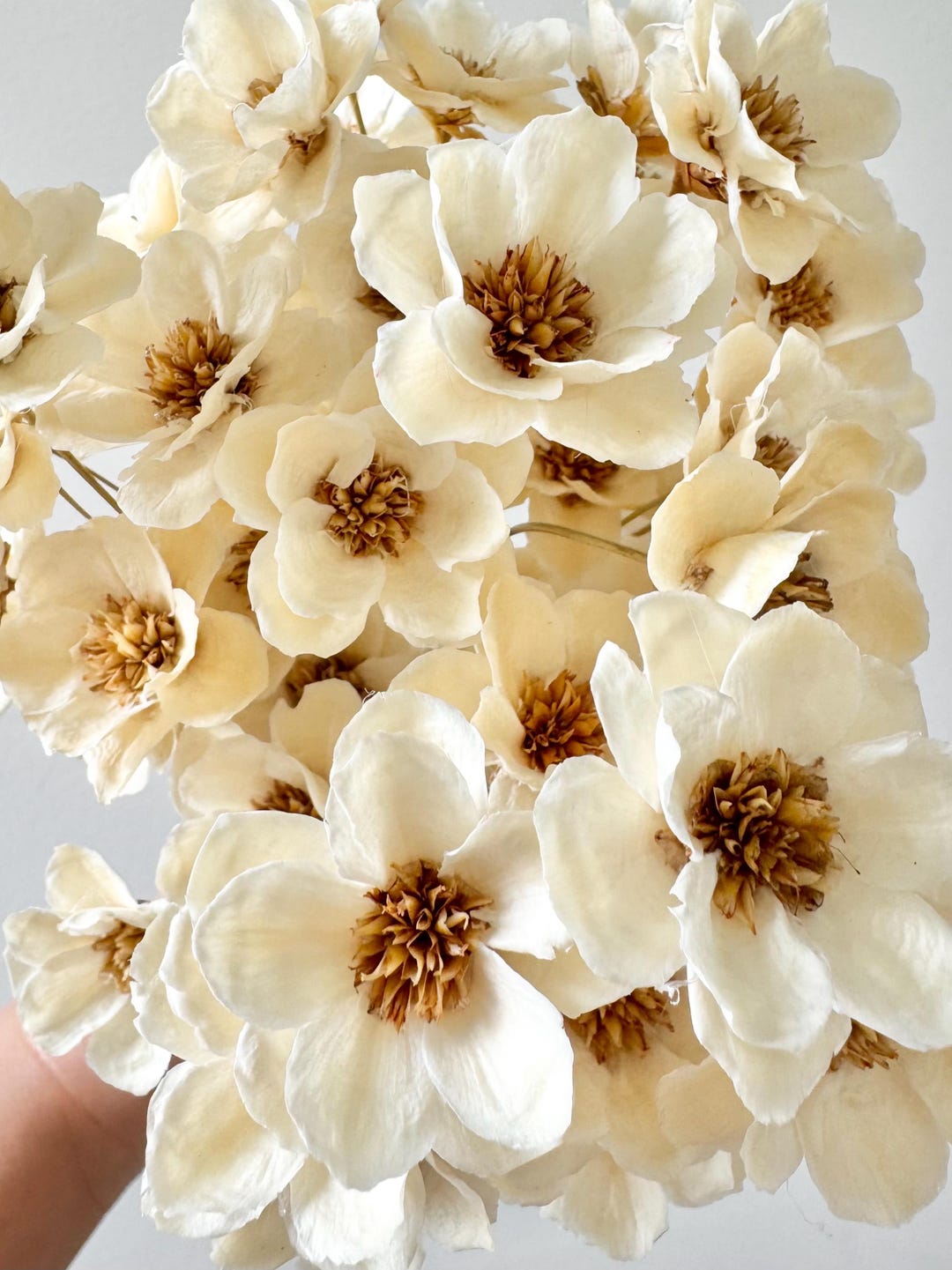 Handcrafted Anemone Flower Blooms - CREAM | Handmade From Flower Shells ...