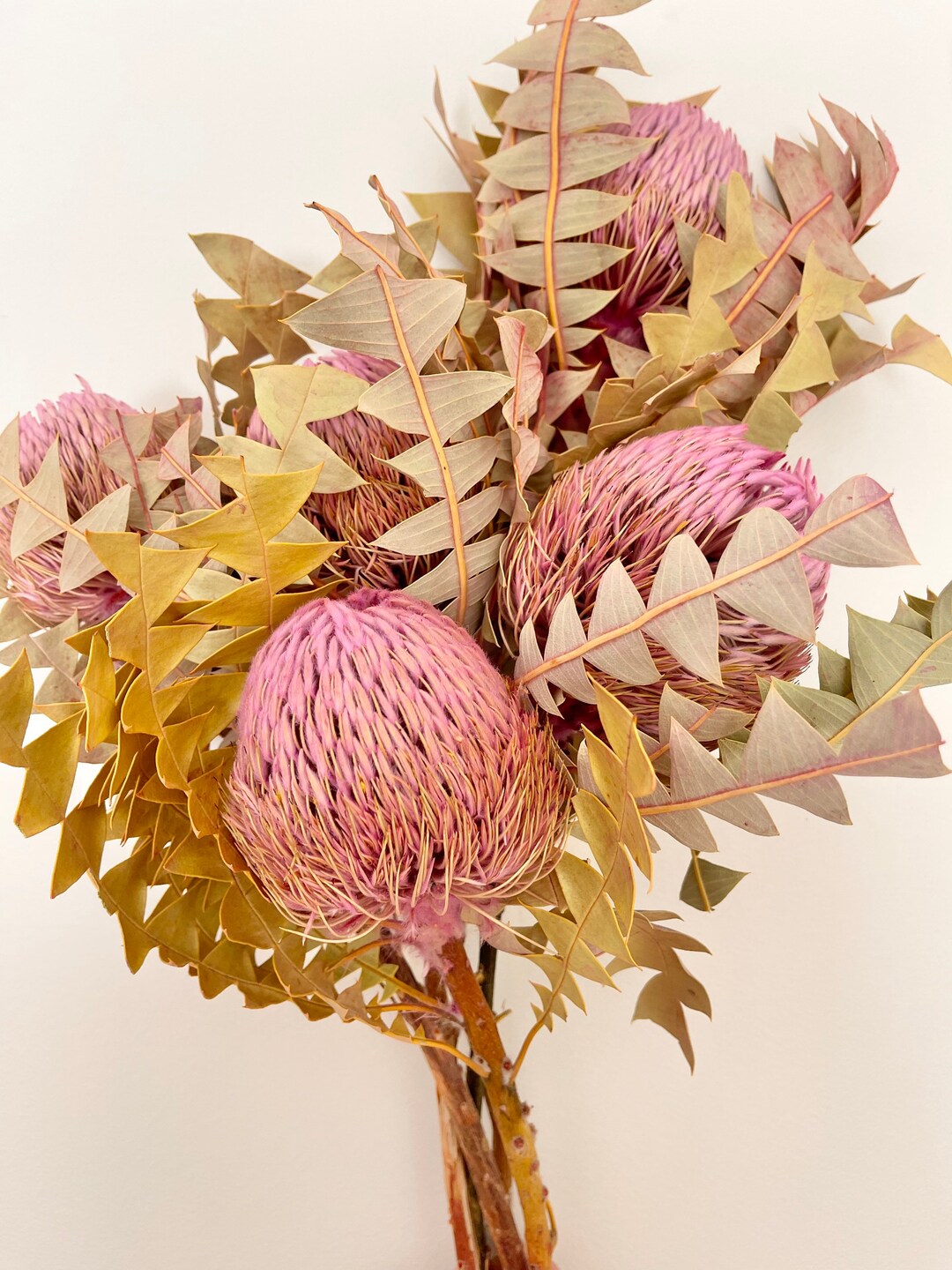 Dried Preserved Natural Australian Banksia - Baxteri Plant Head - CANDY ...