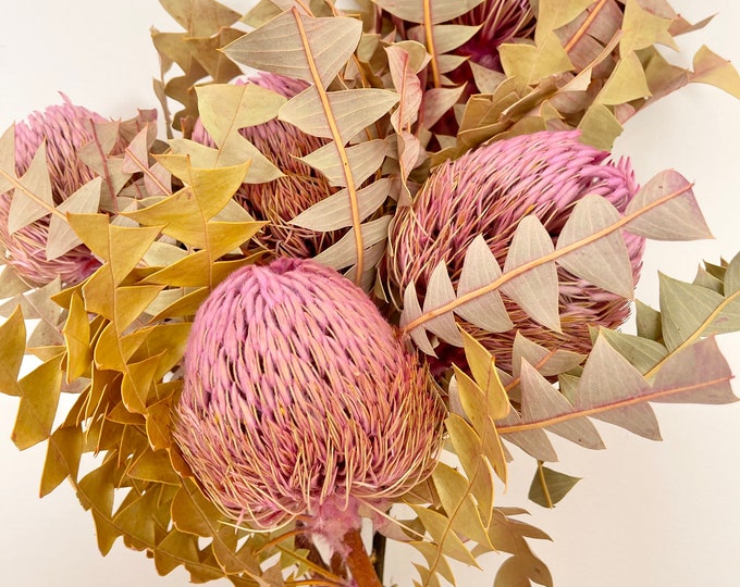 Dried Preserved Natural Australian Banksia - Baxteri Plant Head - CANDY ...