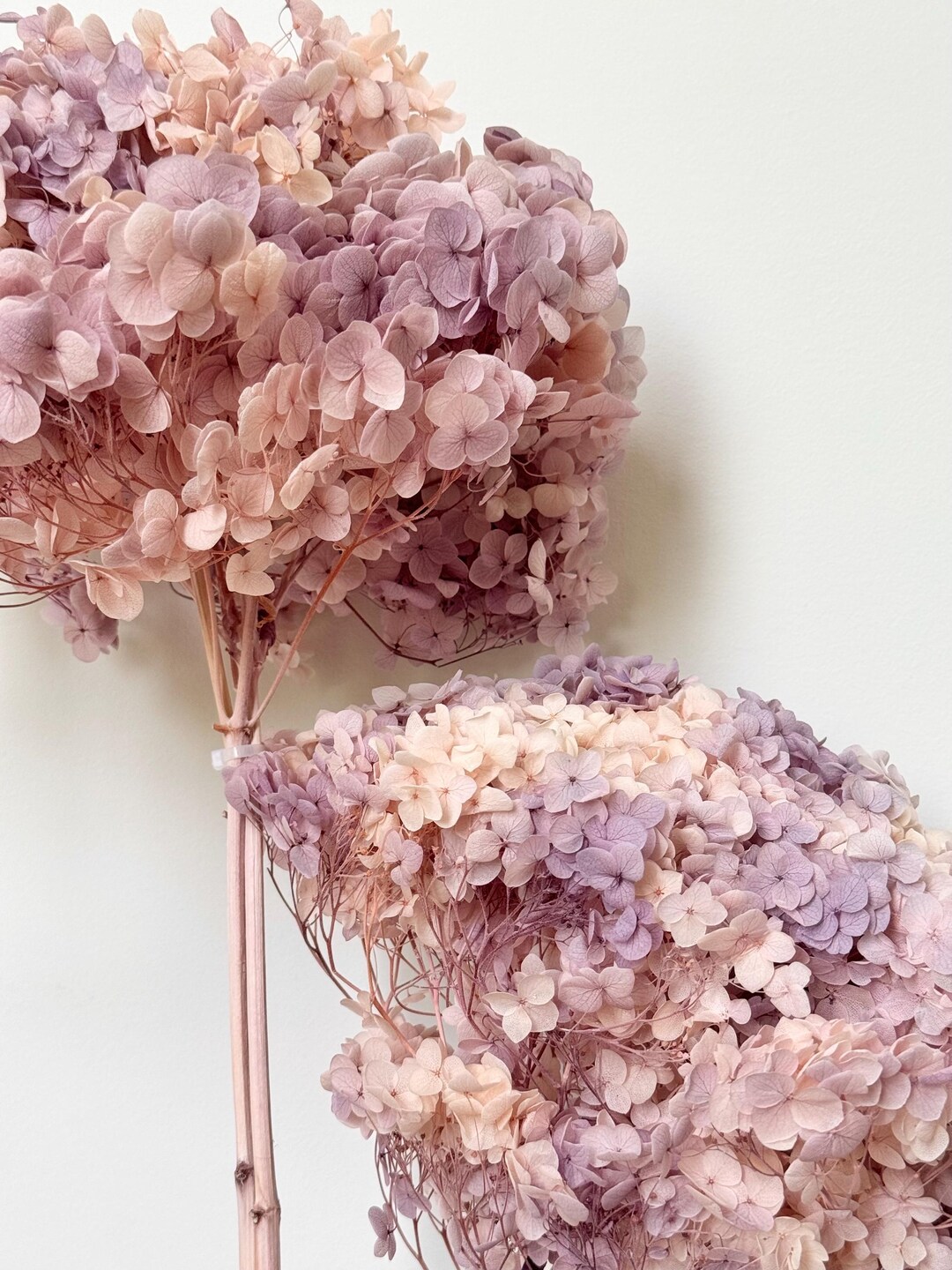 High Quality - Preserved LARGE HEAD HYDRANGEAS - Pastel Lilac Ombre ...