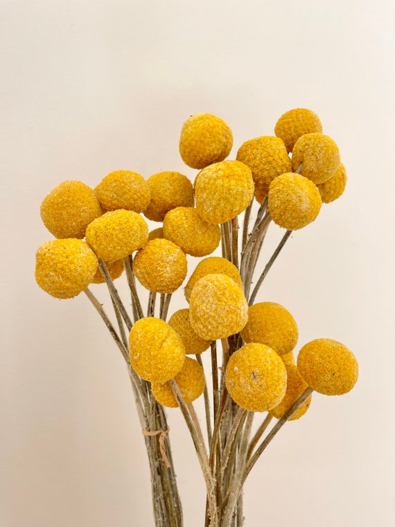 Preserved Cute Native Buttercup Yellow Billy Buttons Bunch - Etsy Australia