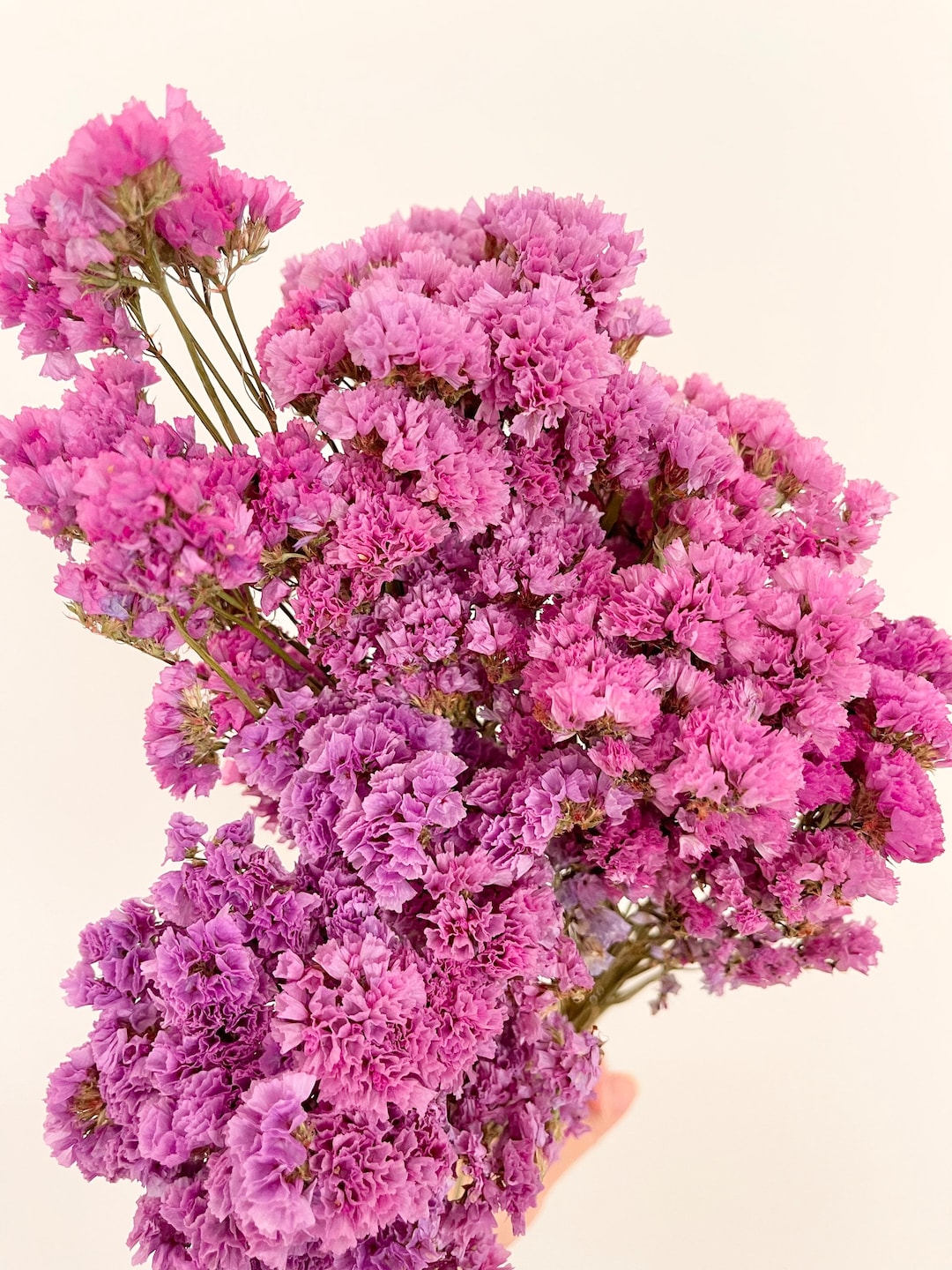 Preserved Naturally Dried Bunch of STATICE Limonium - VIOLET FUSCHIA ...