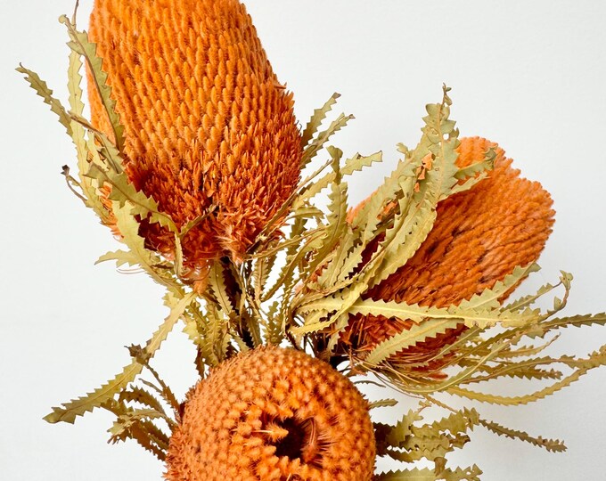 Bunch of Preserved Dried Native Stringlia |australian Floral Design ...