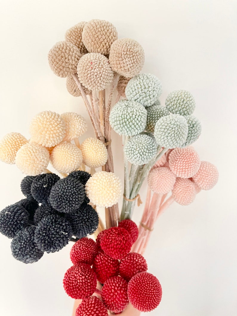 Preserved Cute Native Buttercup Yellow Billy Buttons Bunch - Etsy