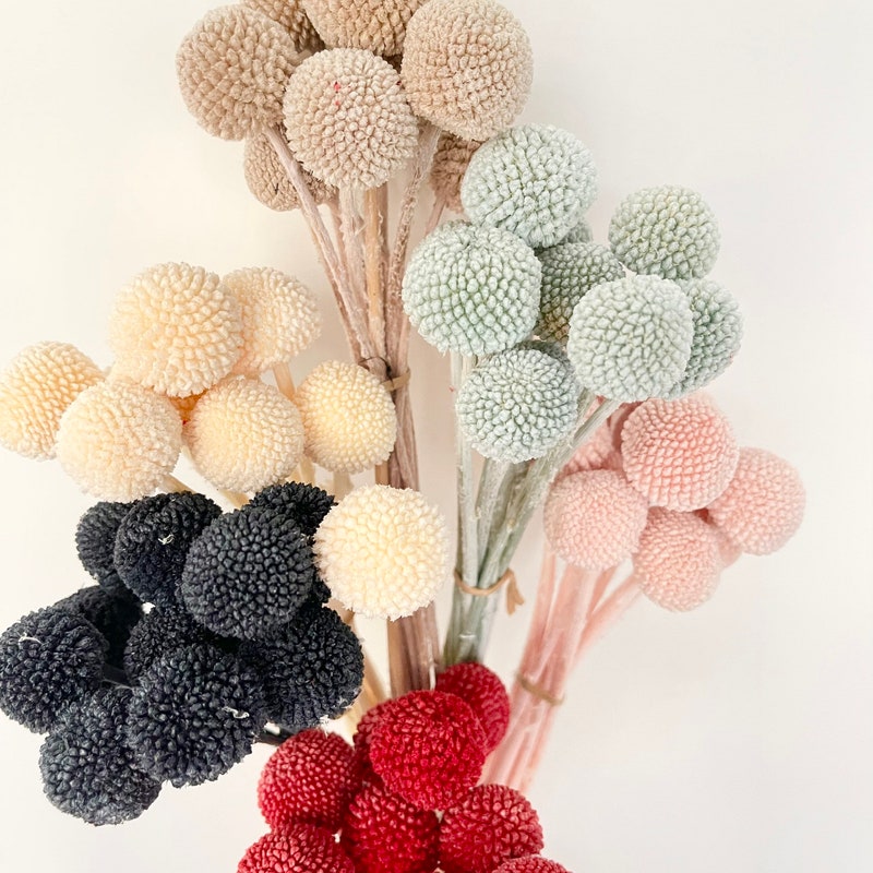 Dried Billy Balls - Etsy