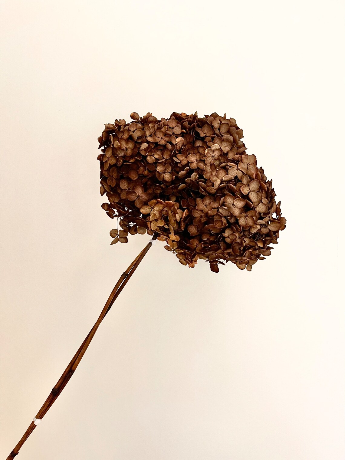 LARGE Head - Preserved Hydrangeas | Dark CHOCOLATE | Dried Flowers ...