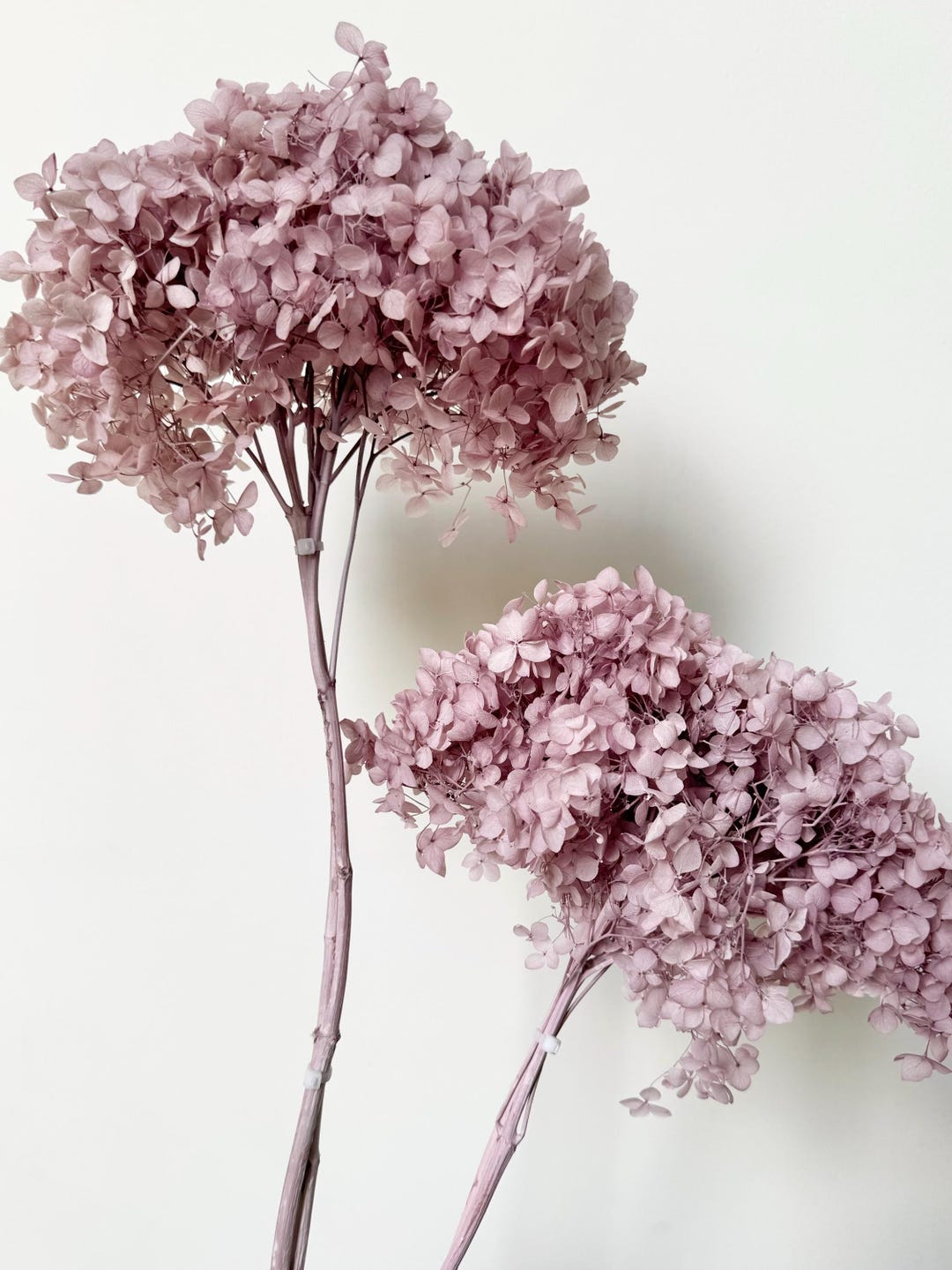 High Quality - Preserved Hydrangeas - Mid Large Head | Dried Flower ...