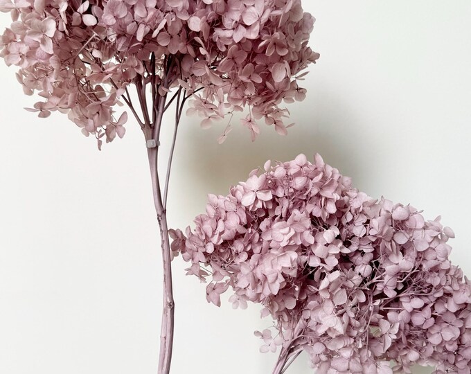 High Quality - Preserved Hydrangeas - Mid Large Head | Dried Flower ...