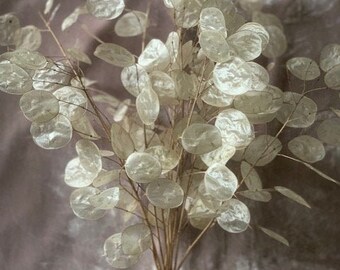 18/7 Lunaria Dried Branches Bouquet of Dried Lunaria | Etsy