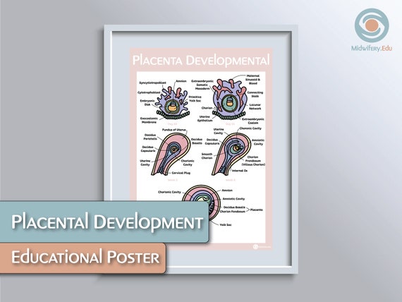 Placental Development Educational Poster | Etsy