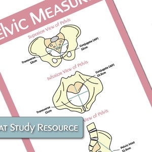 Pelvis Educational Poster Bundle - Etsy