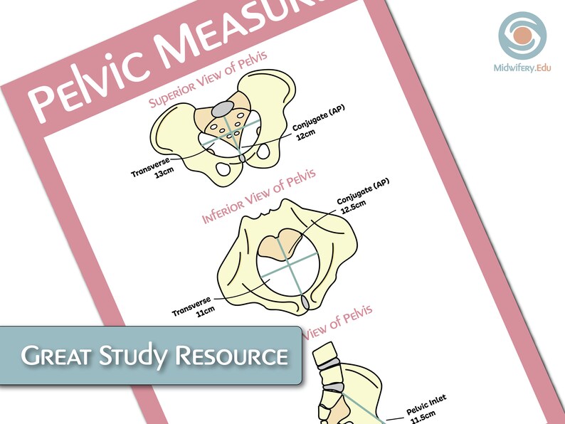 Pelvis Educational Poster Bundle - Etsy