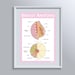 Breast Anatomy Educational Poster - Etsy
