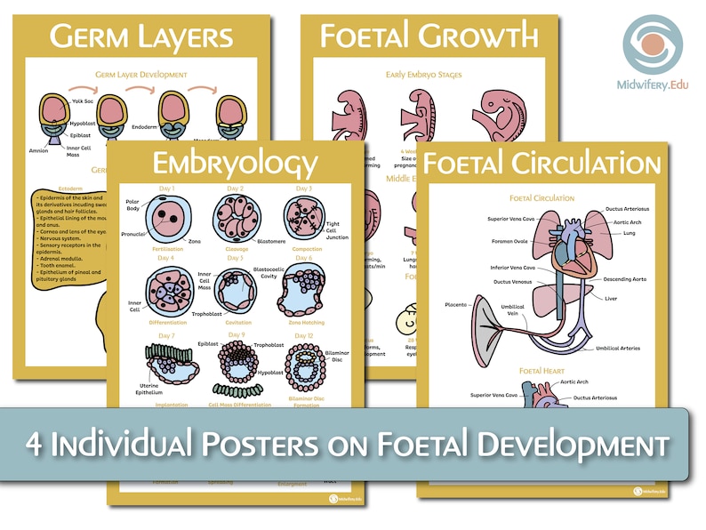 Foetal Development Educational Poster Series - Etsy