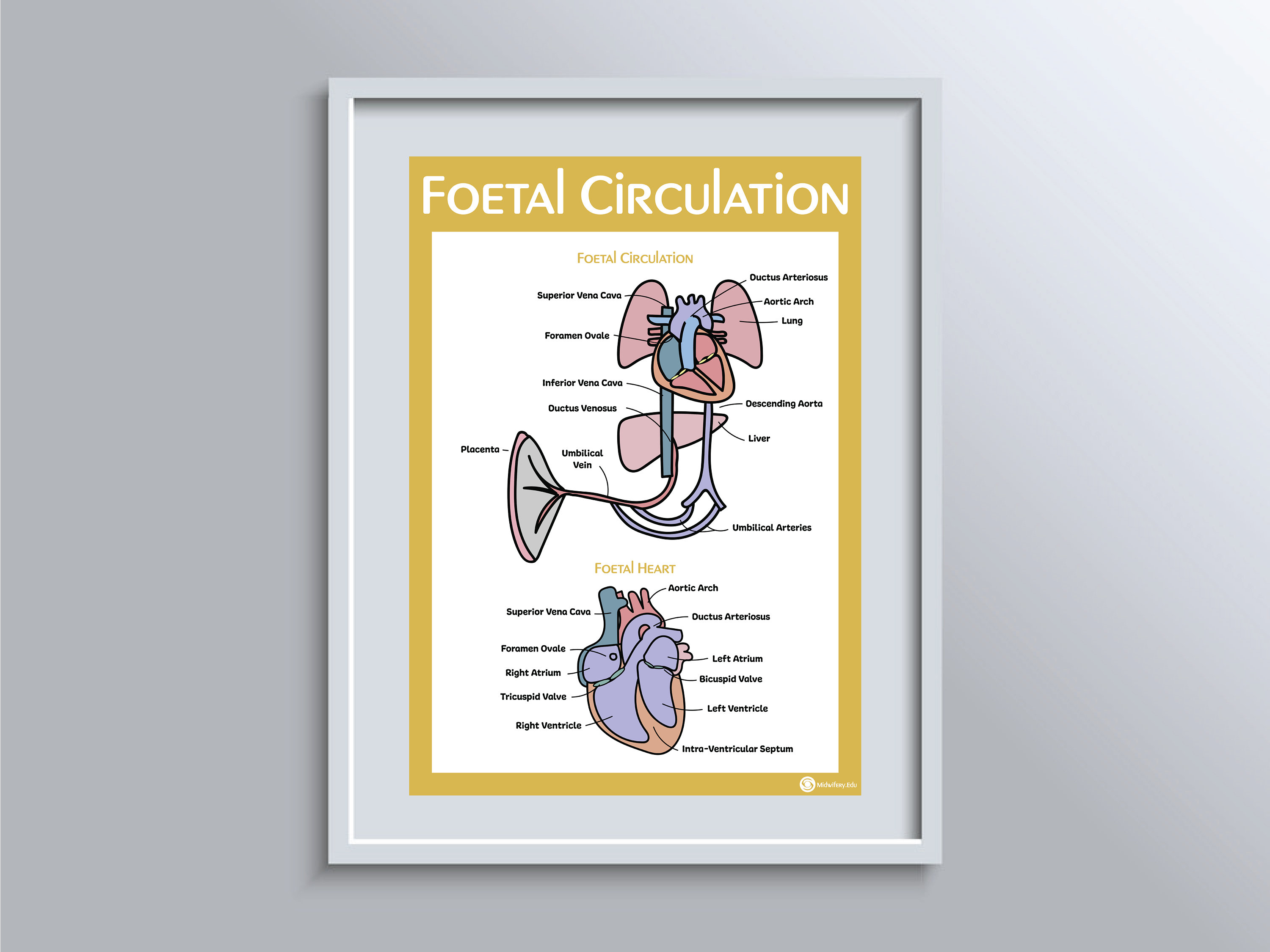 Foetal Circulation Educational Poster - Etsy UK
