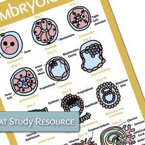 Embryology Educational Poster - Etsy