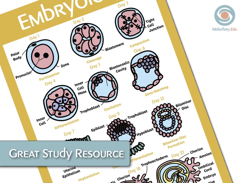 Embryology Educational Poster - Etsy