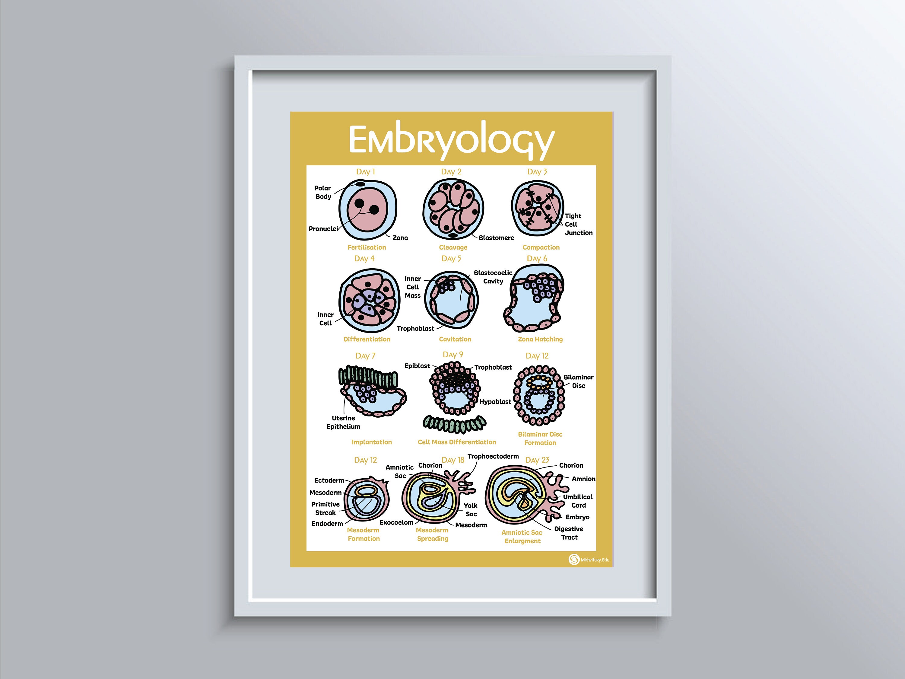 Foetal Development Educational Poster Series - Etsy Australia