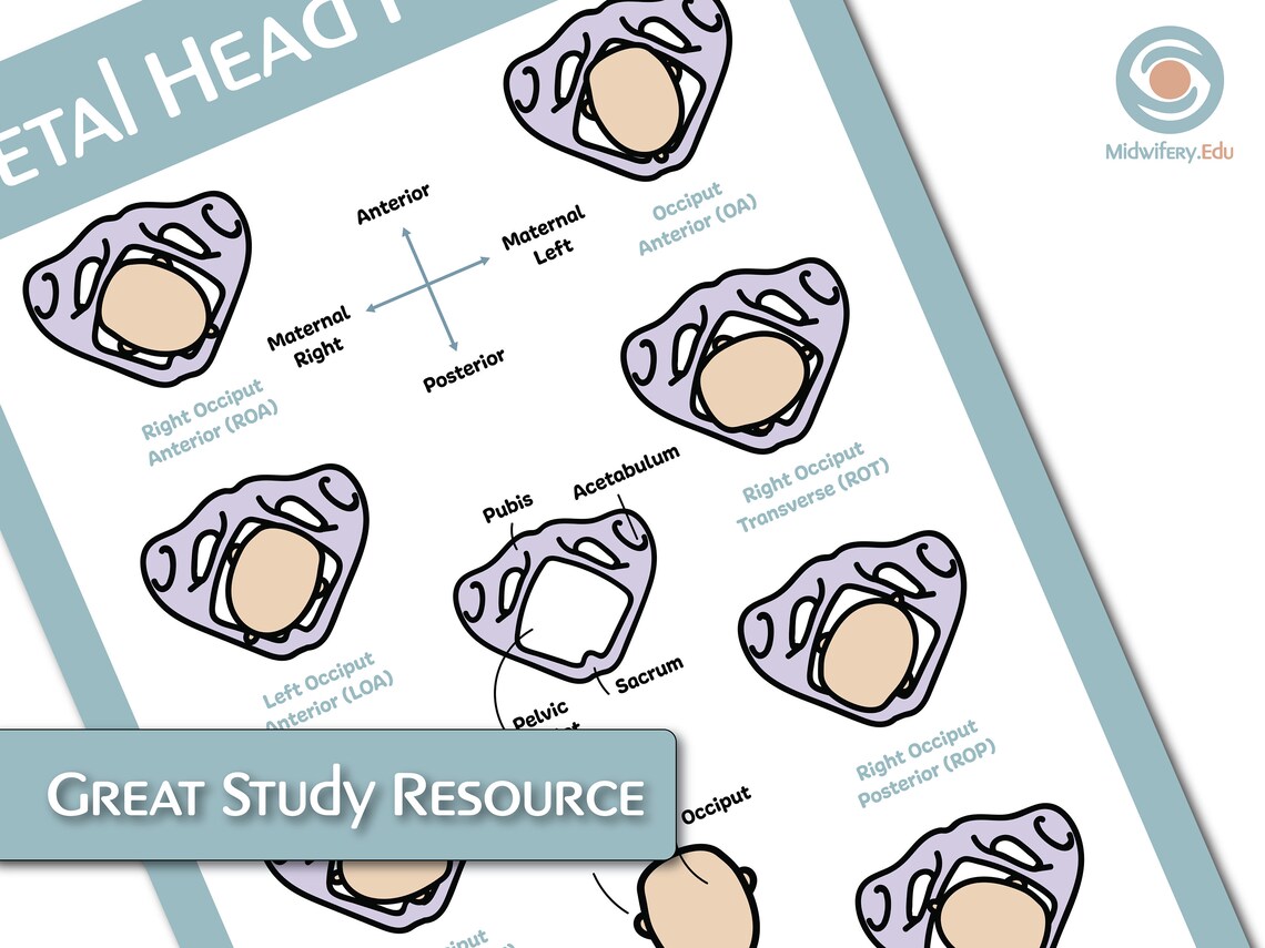 Foetal/fetal Position Study Bundle Educational Poster - Etsy