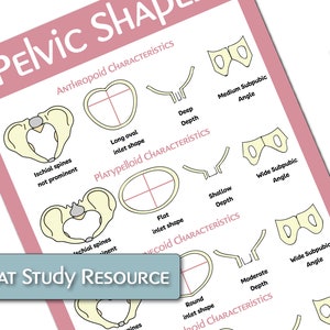 Pelvis Educational Poster Bundle - Etsy