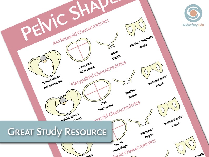 Pelvis Educational Poster Bundle - Etsy