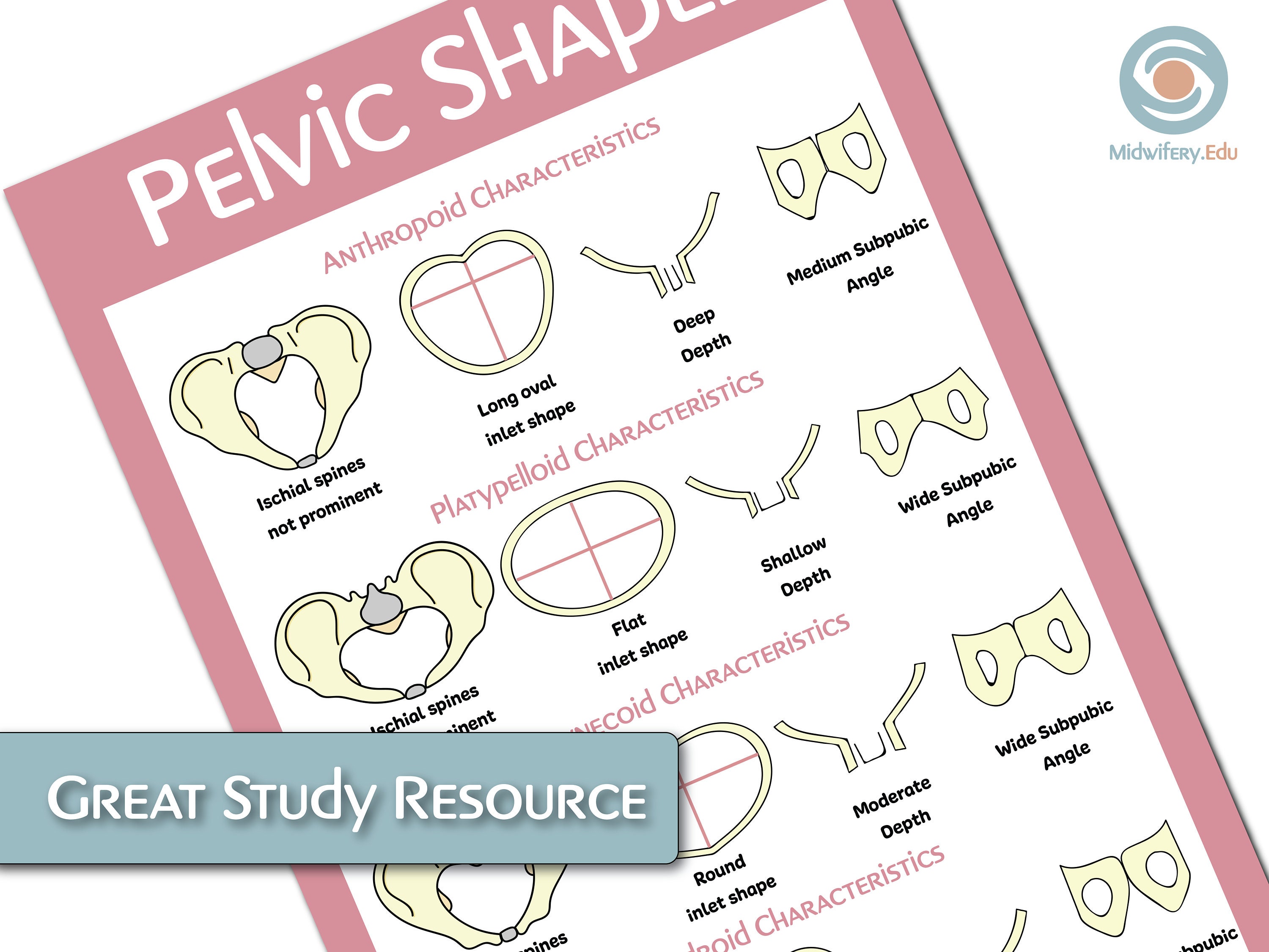 Pelvis Educational Poster Bundle - Etsy
