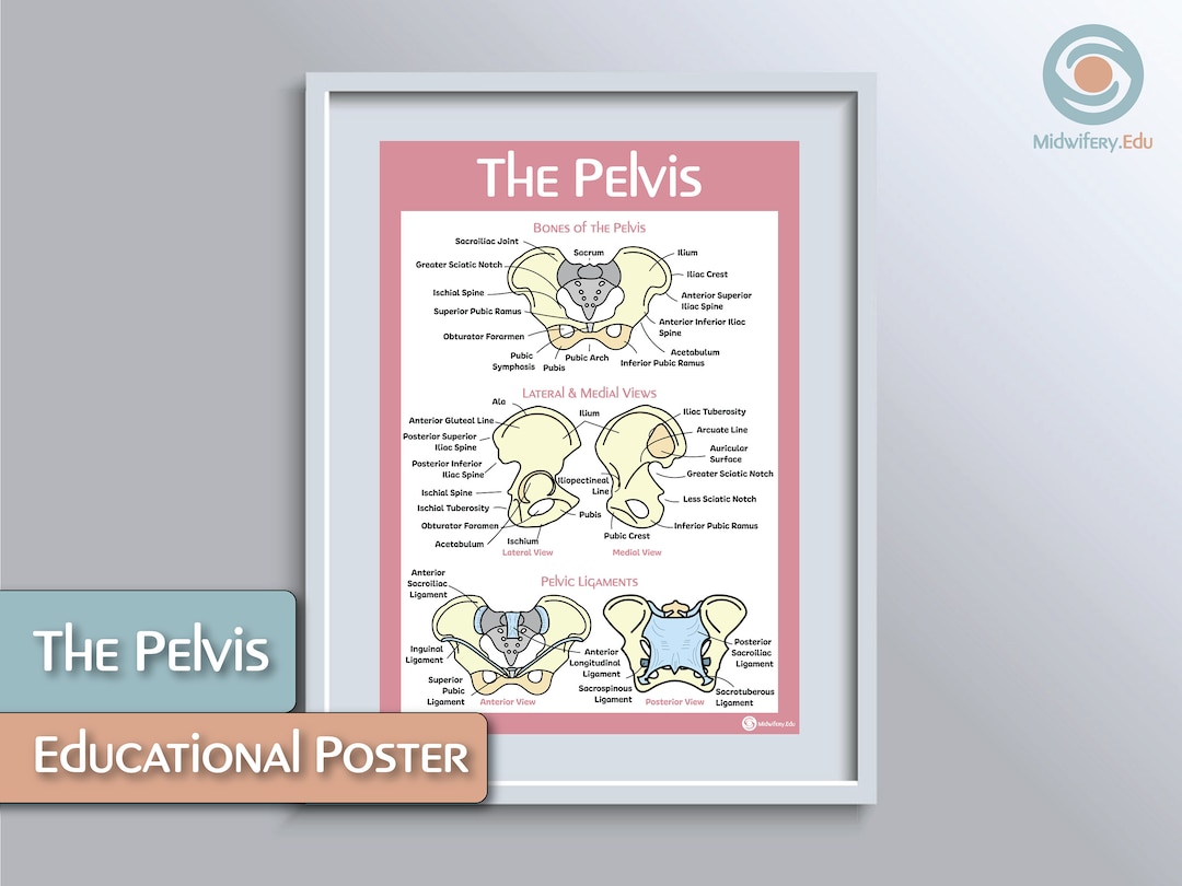 The Pelvis Educational Poster - Etsy