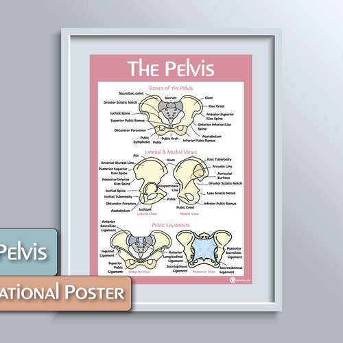 The Pelvis Educational Poster - Etsy