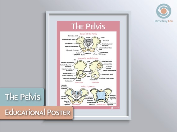 The Pelvis Educational Poster - Etsy