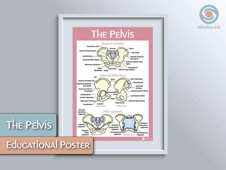 The Pelvis Educational Poster - Etsy