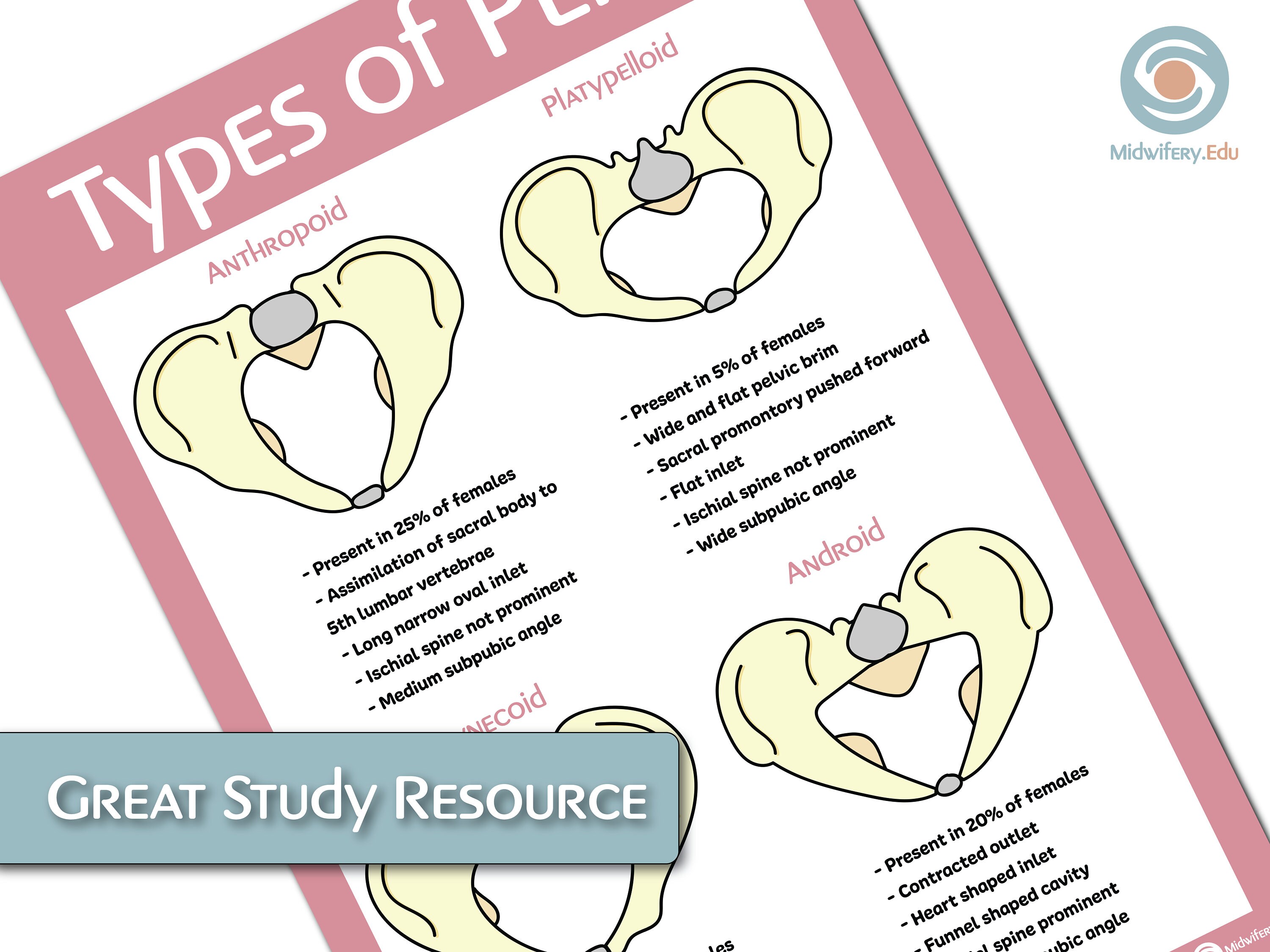 Pelvis Educational Poster Bundle - Etsy