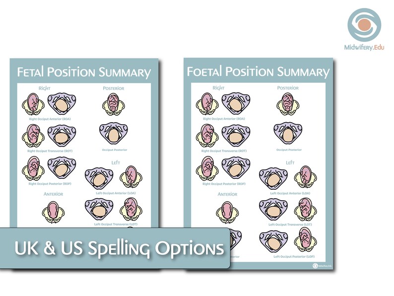 Foetal/fetal Position Summary Educational Poster | Etsy