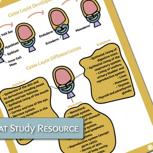 Foetal Development Educational Poster Series - Etsy