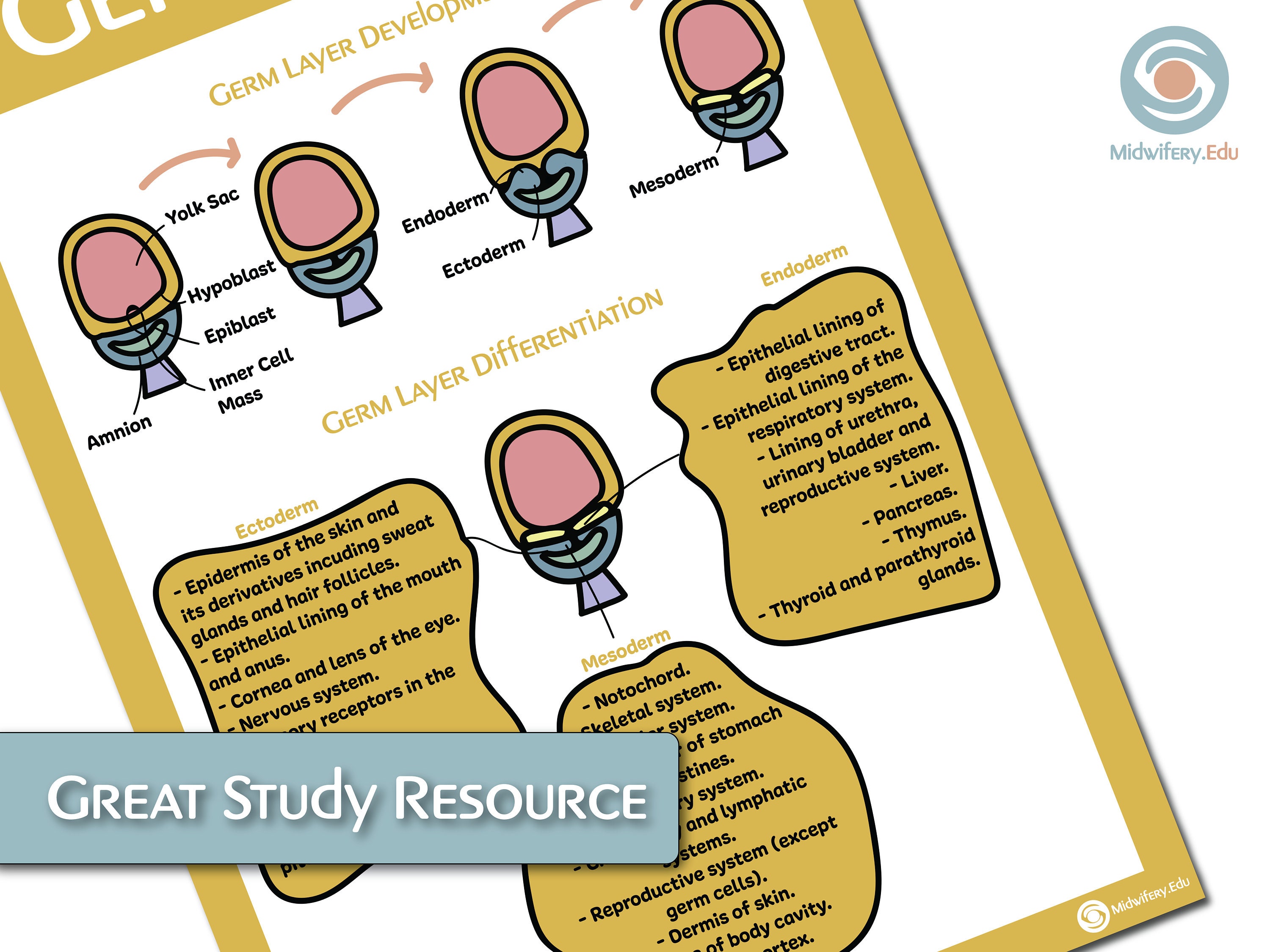 Foetal Development Educational Poster Series - Etsy