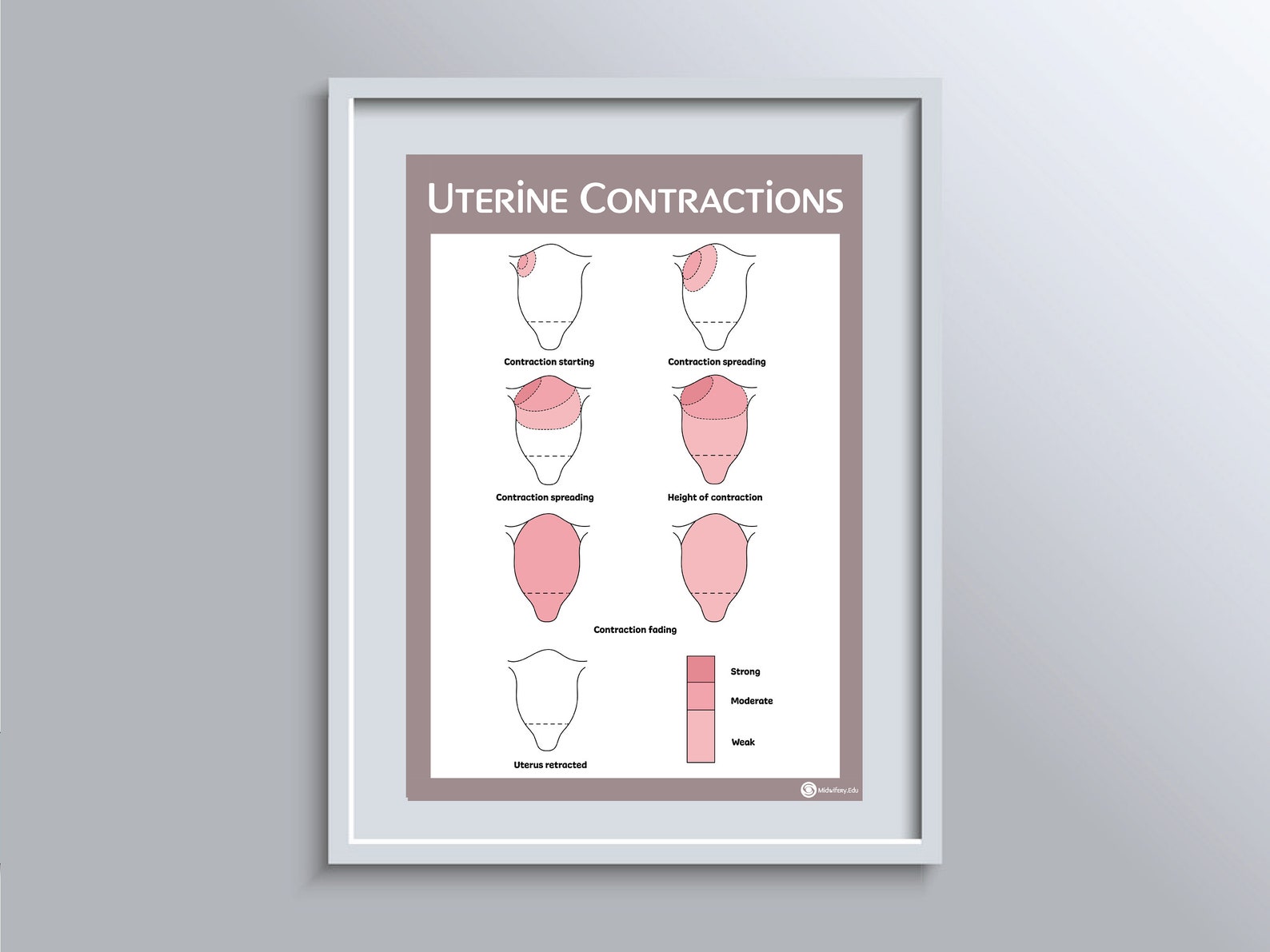 Uterine Contractions Educational Poster Etsy Uterine Contractions Educational Poster Etsy