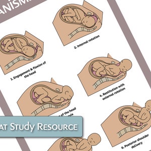 Labour/labor Education Poster Bundle - Etsy