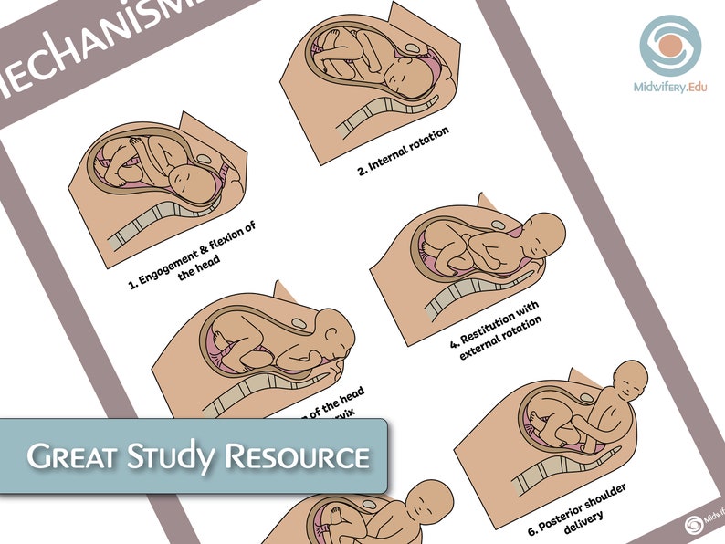 Labour/labor Education Poster Bundle - Etsy