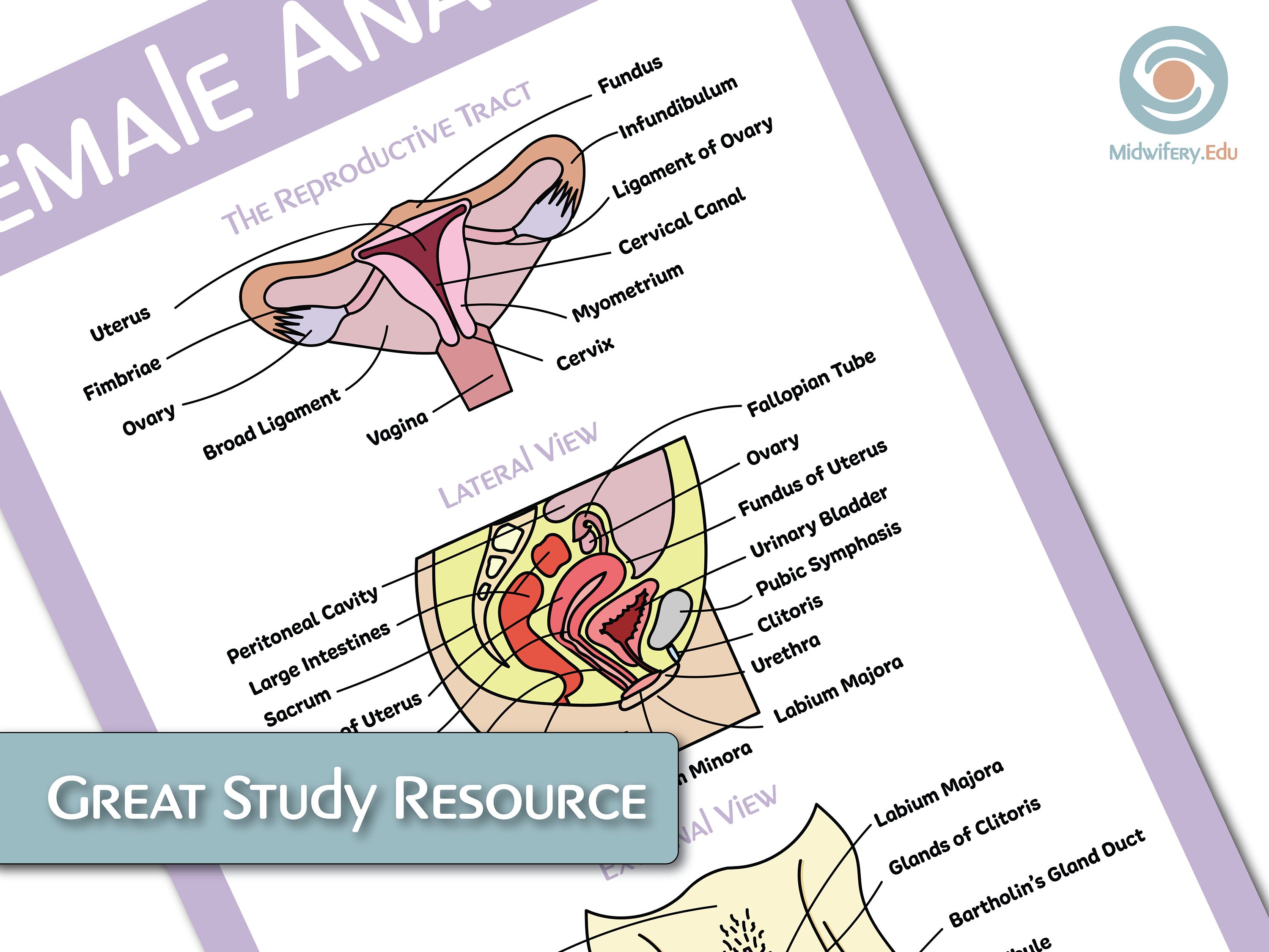 The Female Reproductive Anatomy Educational Poster Bundle | Etsy
